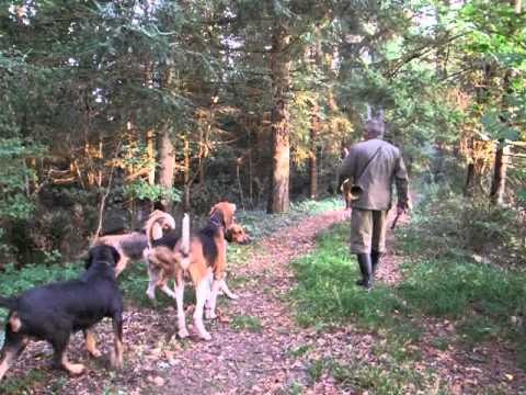 Fox hunting with dogs - YouTube