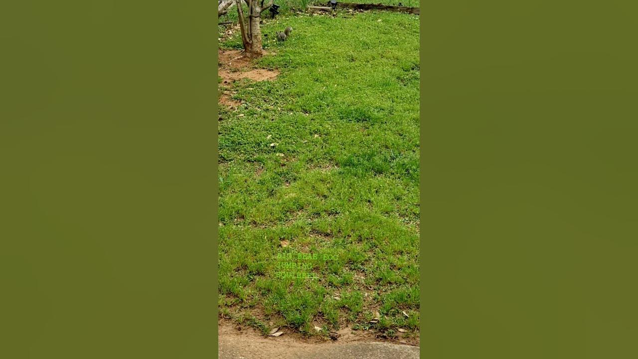 SQUIRREL #23 - YouTube