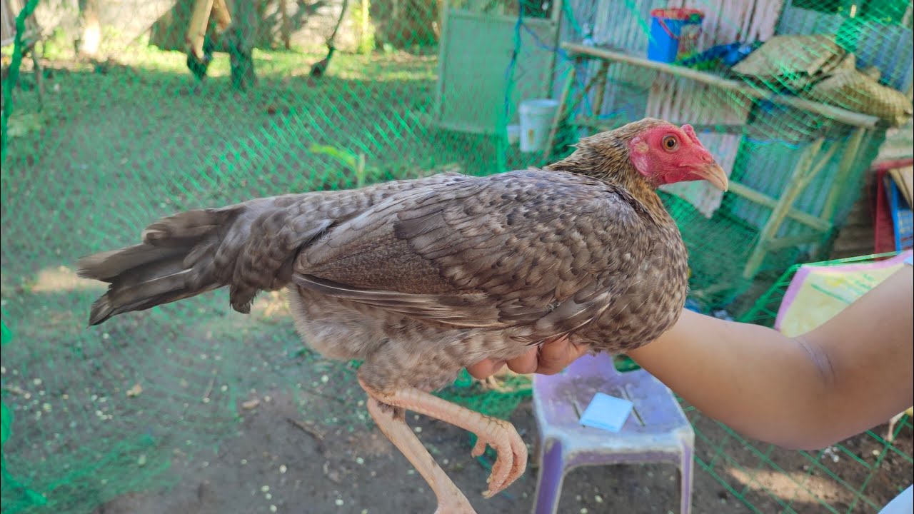 Baby Stags 2 Months Old - YouTube