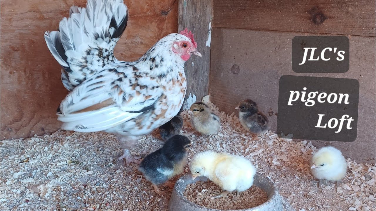 new kikiriki chick's chickens n roosters n homing pigeons - YouTube