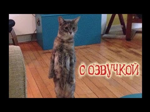 Приколы с котами! Попробуй не засмеяться! САМОЕ СМЕШНОЕ ВИДЕО! - PSO