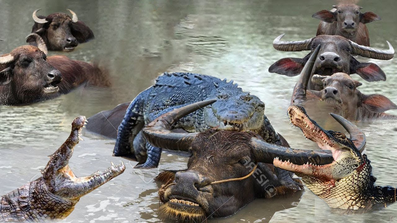 The Battle for Survival! Buffalo Bravely Fights With Ferocious ...