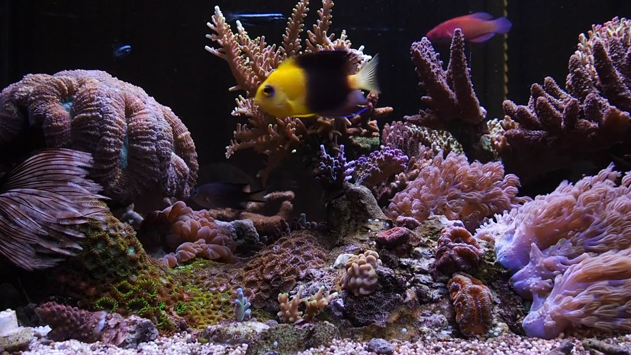 Coco pygmy angel fish - Centropyge joculator - YouTube