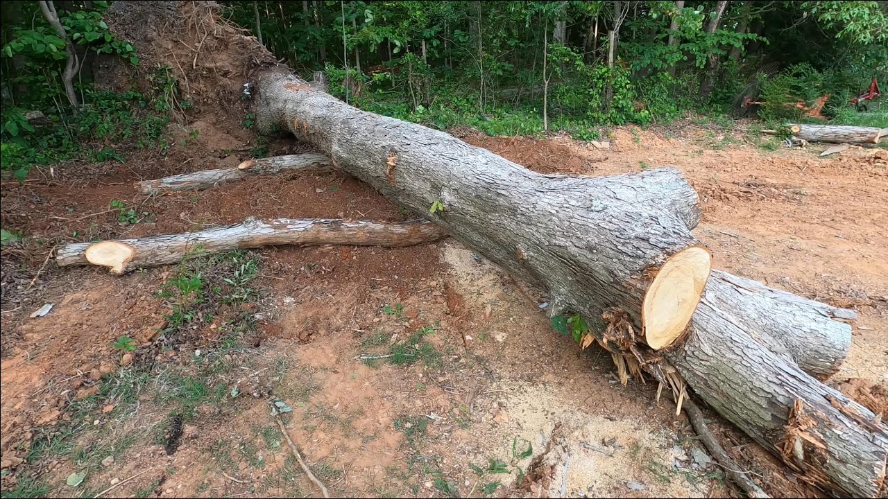 Update on the Fallen Oak Tree Cleanup. Finally Down to the Trunk. - YouTube