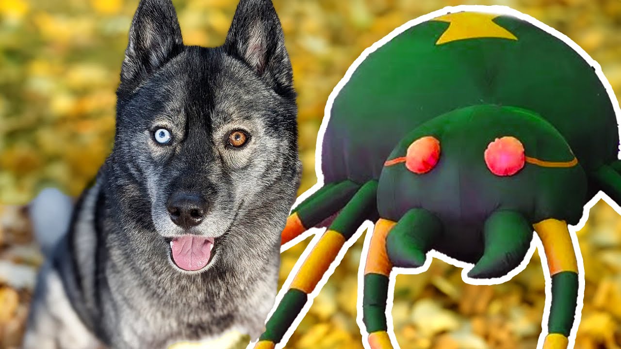 My Brave Husky Takes on Her Fear of SPIDERS! - YouTube