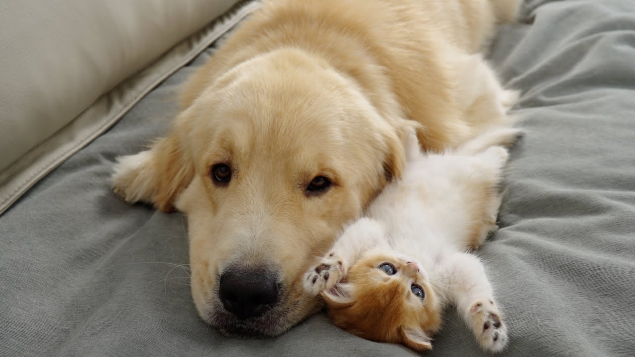 Adorable Pair: Golden Retriever Dad And Tiny Kitten Baby Bonding - YouTube