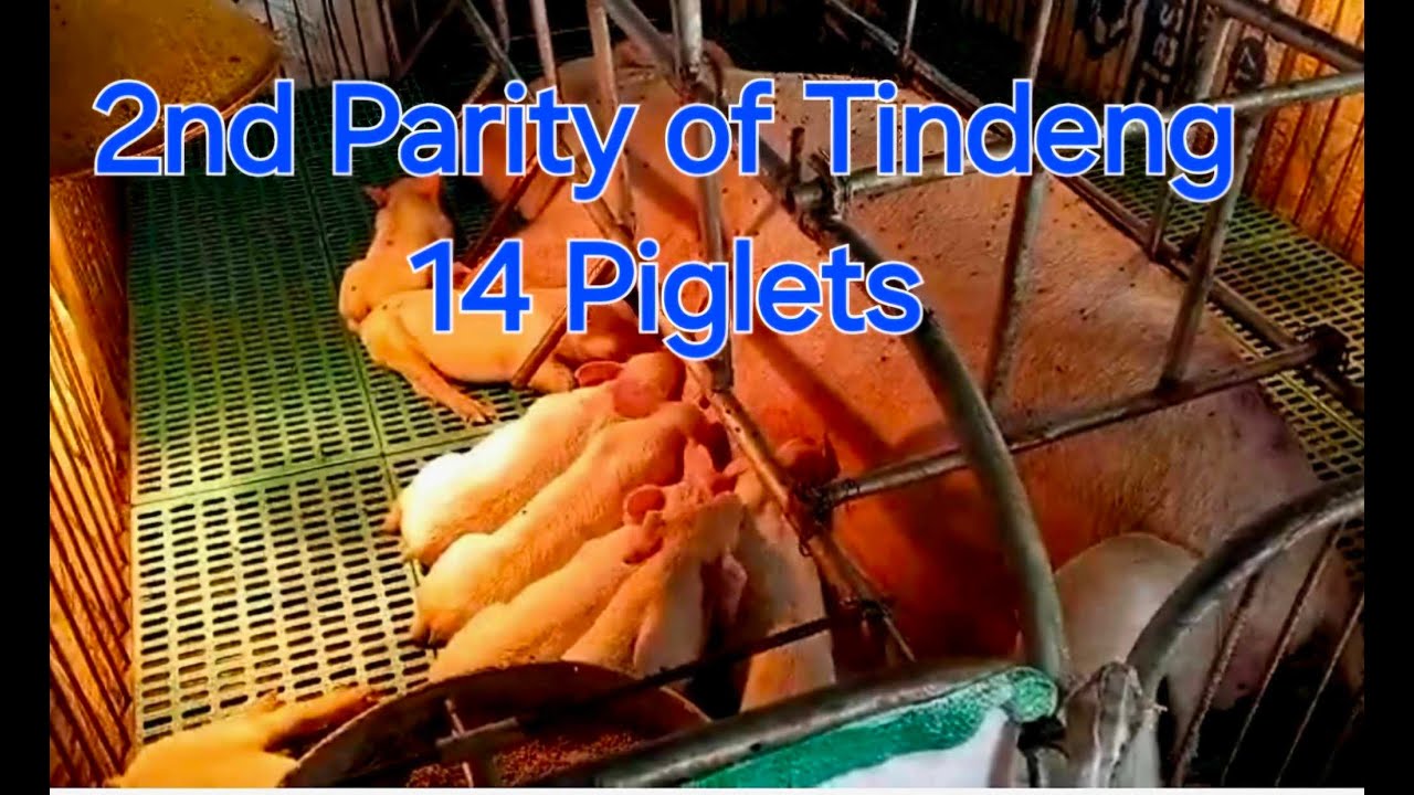 2nd Parity of Tindeng - YouTube