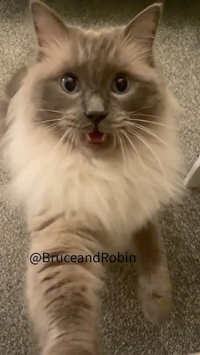 Lovely Ragdoll cat - YouTube
