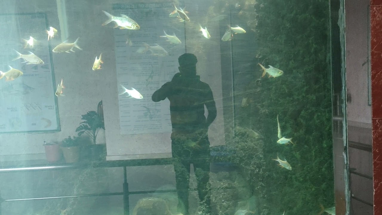 jammu fish 🐠 aquarium 🧐🧐 - YouTube