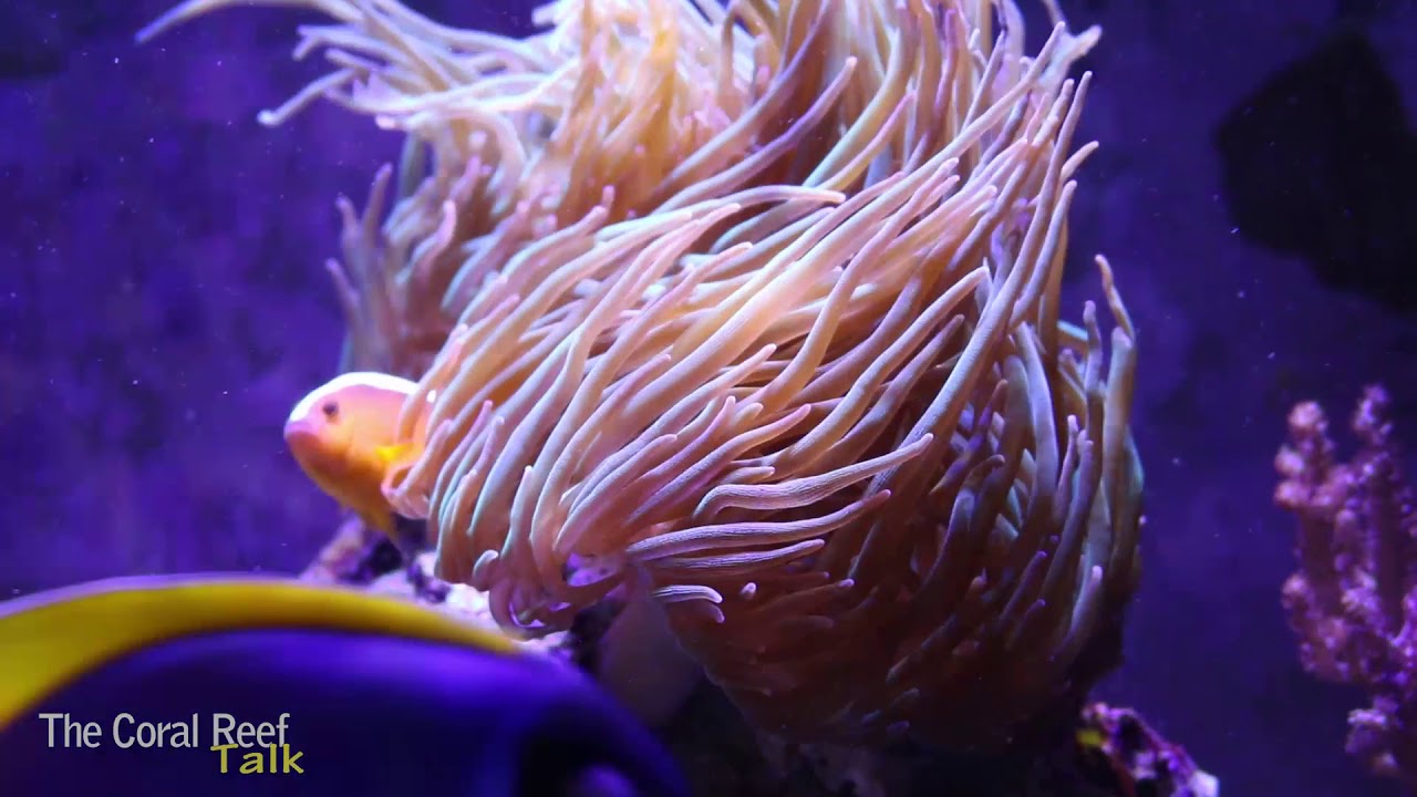 ANEMONES AND CLOWN FISH A REEF TANK CHRISTMAS FIREPLACE! - YouTube