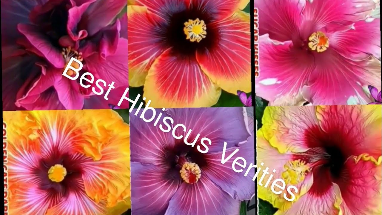 Rare Hibiscus Flower Varieties | Unique Colours Of Hibiscus Flowers ...