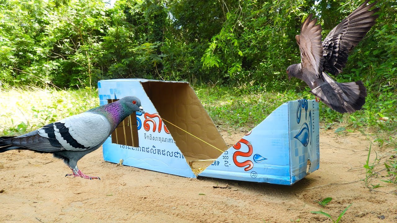 Quick Dove Trap Using Cardboard - Create Easy Trap - YouTube