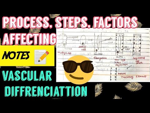 Vascular Differentiation (Cytodifferentiation) ||Notes 📝😎 - YouTube