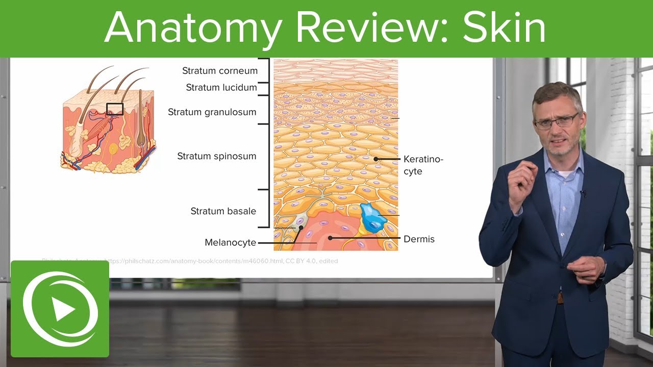 Anatomy Review: Skin – Dermatology | Lecturio - YouTube