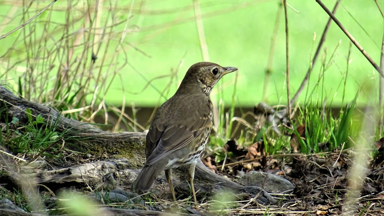 4K HD Wood thrush bird singing | Relaxing Sound of Bird Chirping ...