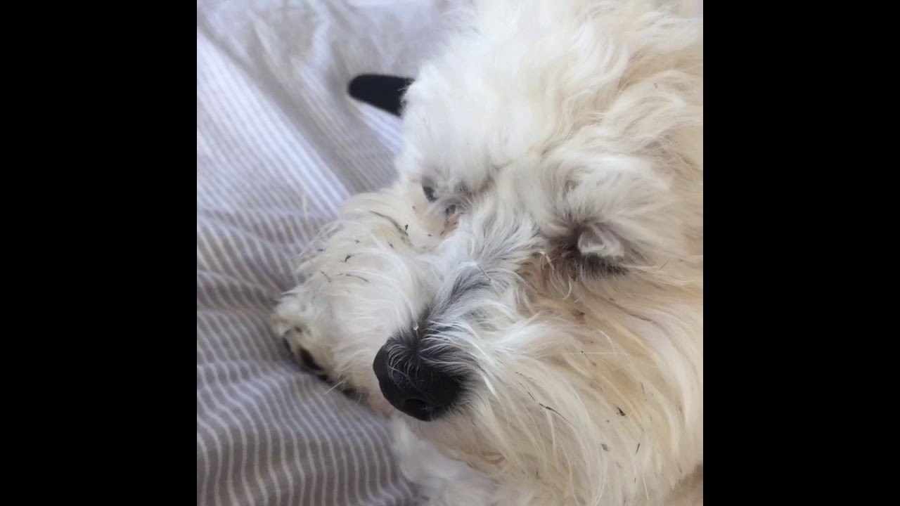 Puppies reacts to dogs barking and cats meowing *videos in the ...