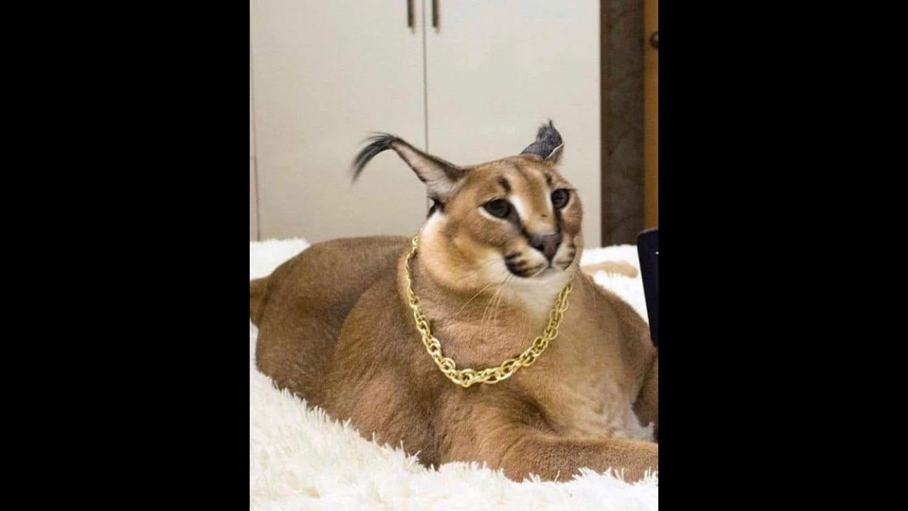 TOP 5 FLOPPAS MÁS EPICOS DEL MUNDO - YouTube