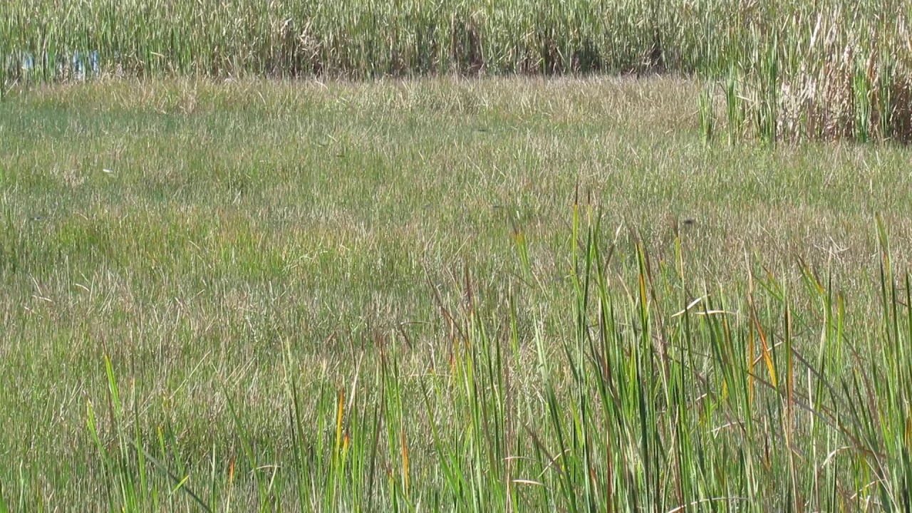 tree swallows skim over the marsh grass - YouTube