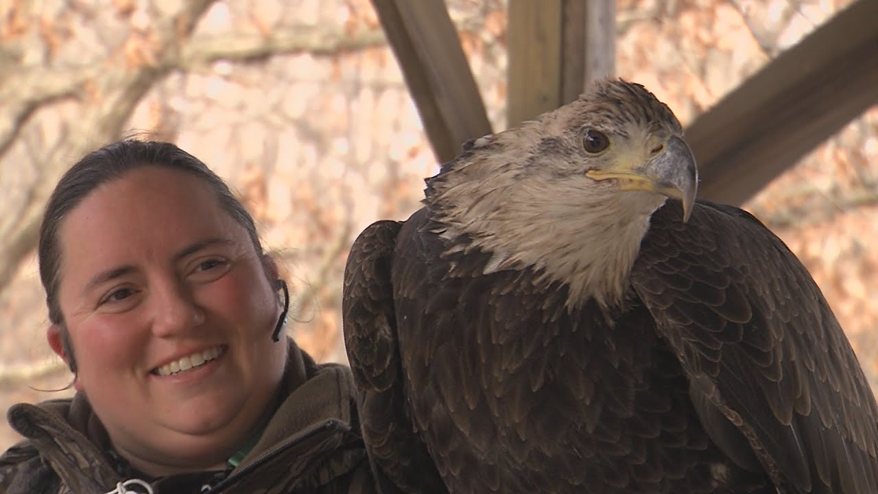 BALD EAGLES - YouTube