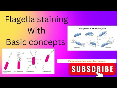 Flagella staining Hindi||By vstar education| Leifson's staining ...