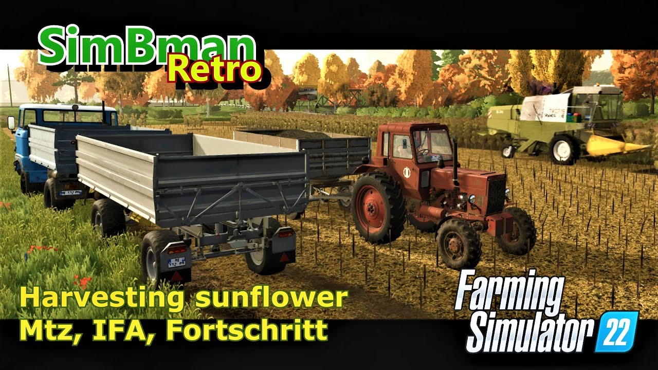 Harvesting sunflower with Mtz, Rába, and Fortschritt / Farming ...