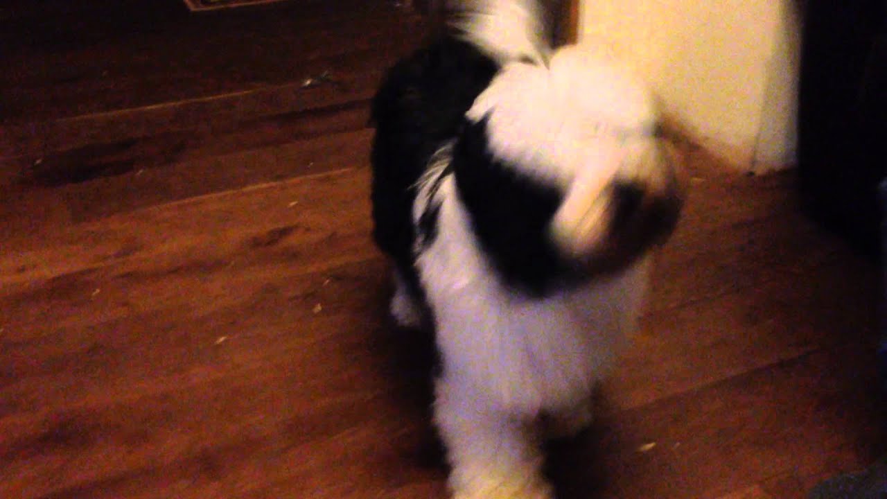 shamisha puppy's - YouTube