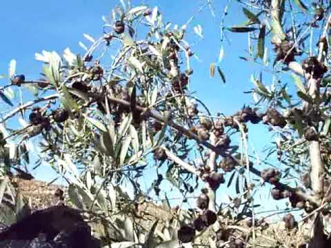 olive knot disease - NCARE - Jordan - YouTube