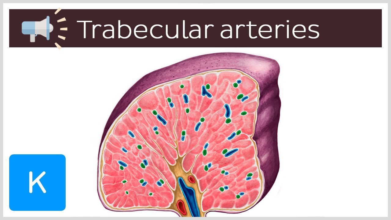 Trabecular arteries | Anatomical Terms Pronunciation by Kenhub - YouTube