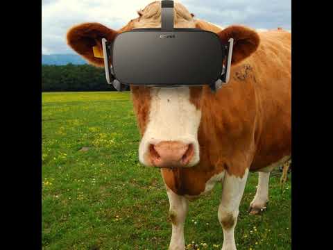 Cow vr Live Stream - YouTube