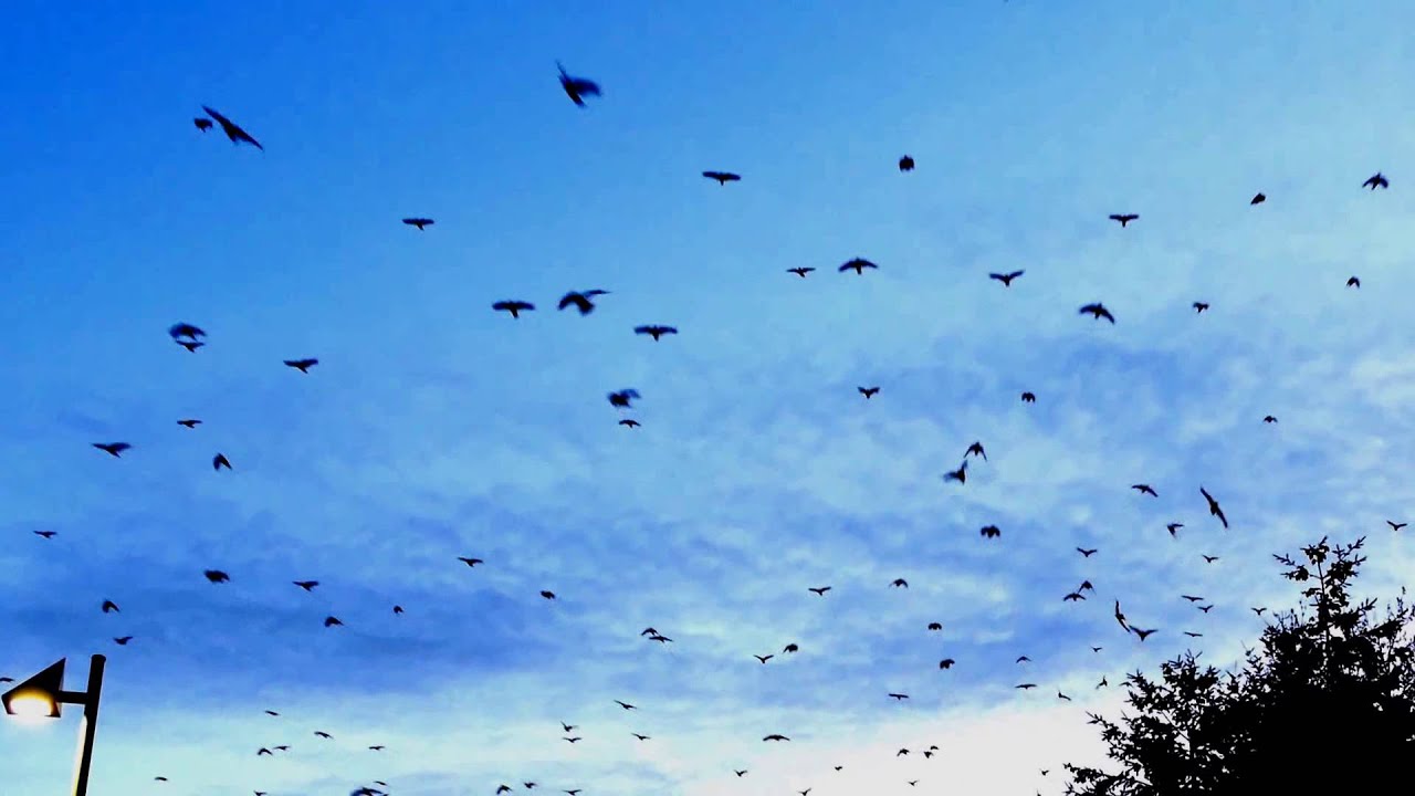 Bothell Crows.... coming to roost - YouTube