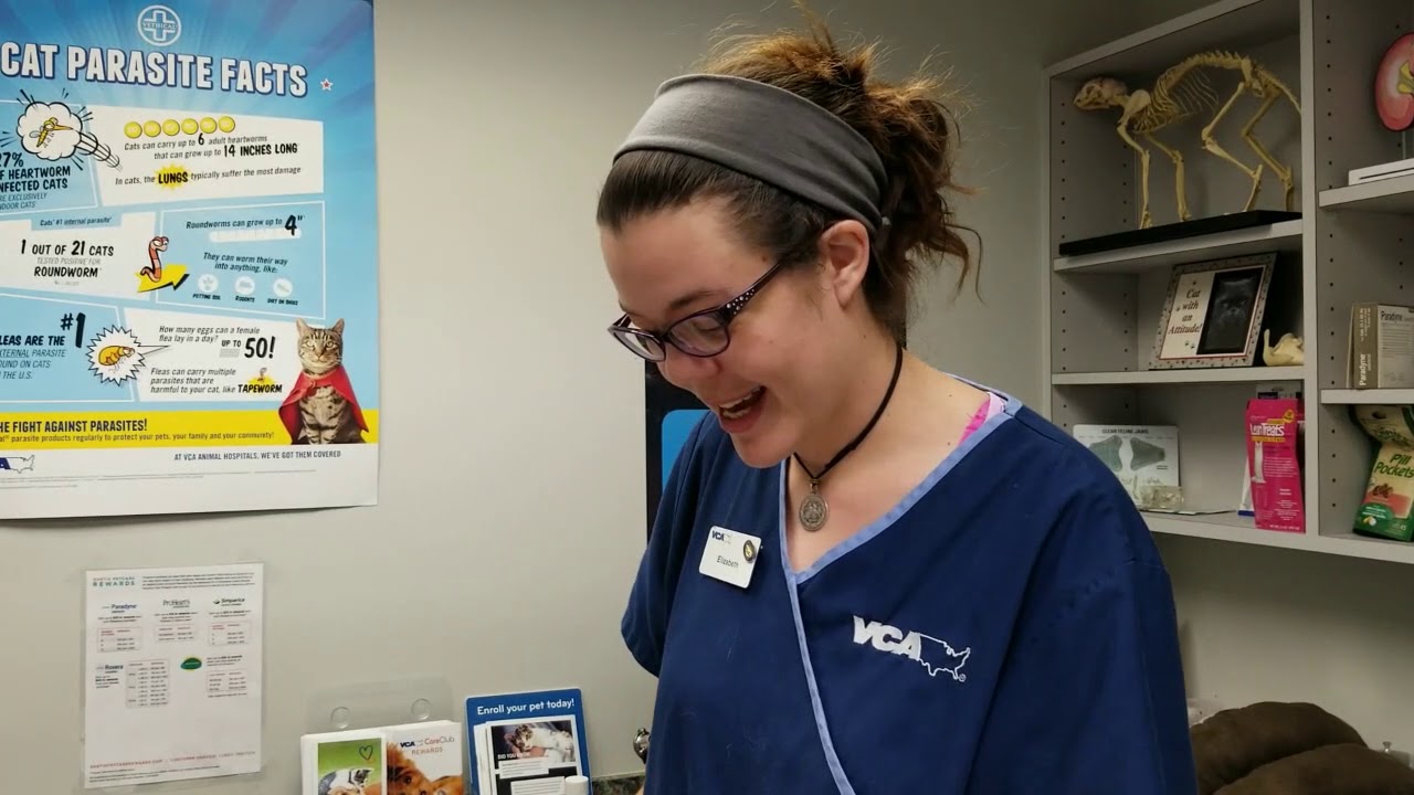 Feline Restraint Skill 9 - YouTube