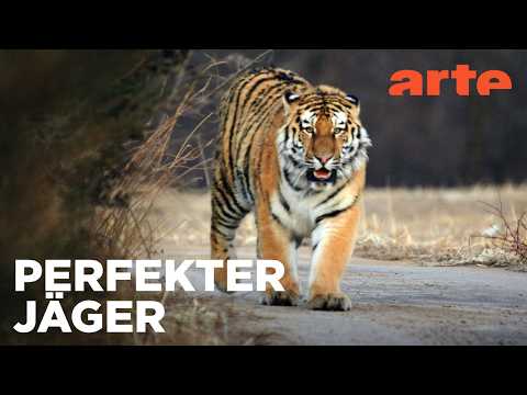 Das Land der Amur-Tiger | Chinas wilde Geheimnisse | ARTE Fernweh