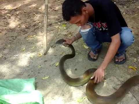 Om cano gocok aksih pawang ular