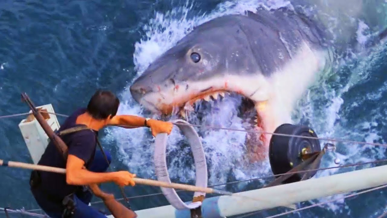 COLOSSAL WHITE SHARK battles a SHERIFF - RECAP - YouTube
