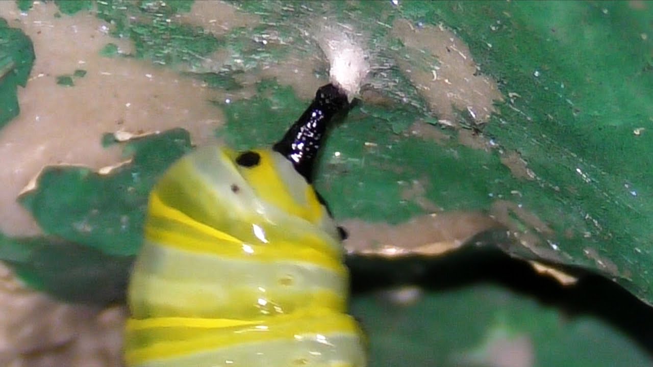 Monarch Butterfly Metamorphosis Close Up FYV - YouTube