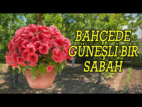 BAHÇEMİZİN ÇİÇEKLERİ AÇTI - GÜNEŞLİ VE HUZUR DOLU BİR SABAH | Hobi Bahçesi Düzenleme | 7