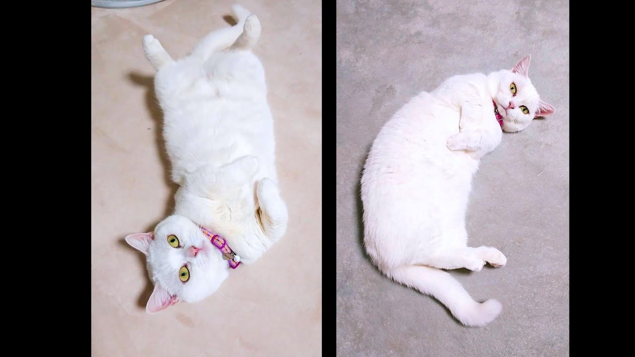 大胆ポーズのラム Lum(the white cat) posing boldly. - YouTube