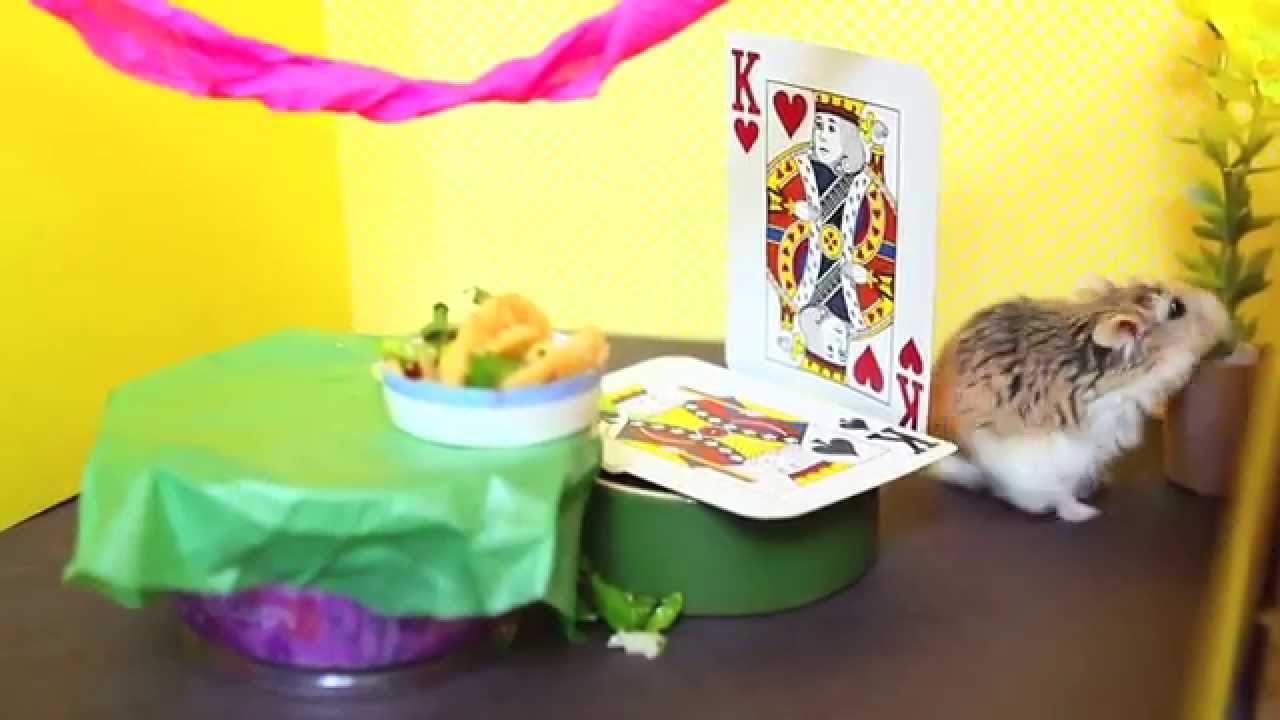 Tiny Hamster Eating Tiny Tacos - YouTube