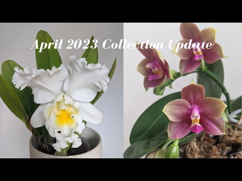 April 2023 Orchid Collection Bloom Update | Lots of Cattleyas & a Few Updates from Older Orchids