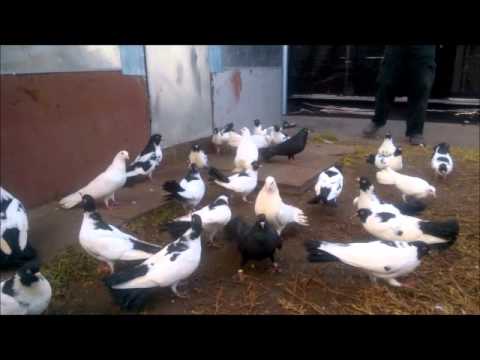 trajan g donek pigeon 2015 - YouTube