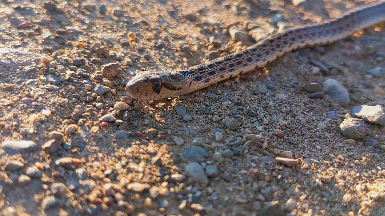 Baby Gopher Snake Bite
