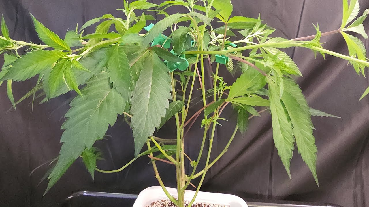 Part 2 of 3, adding more LST clips to the Gelato 33 clones at flower ...