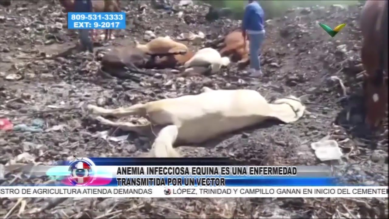 Enfermedades De Anemia Por La Que Pasan Los Caballos De Santiago Y Por ...