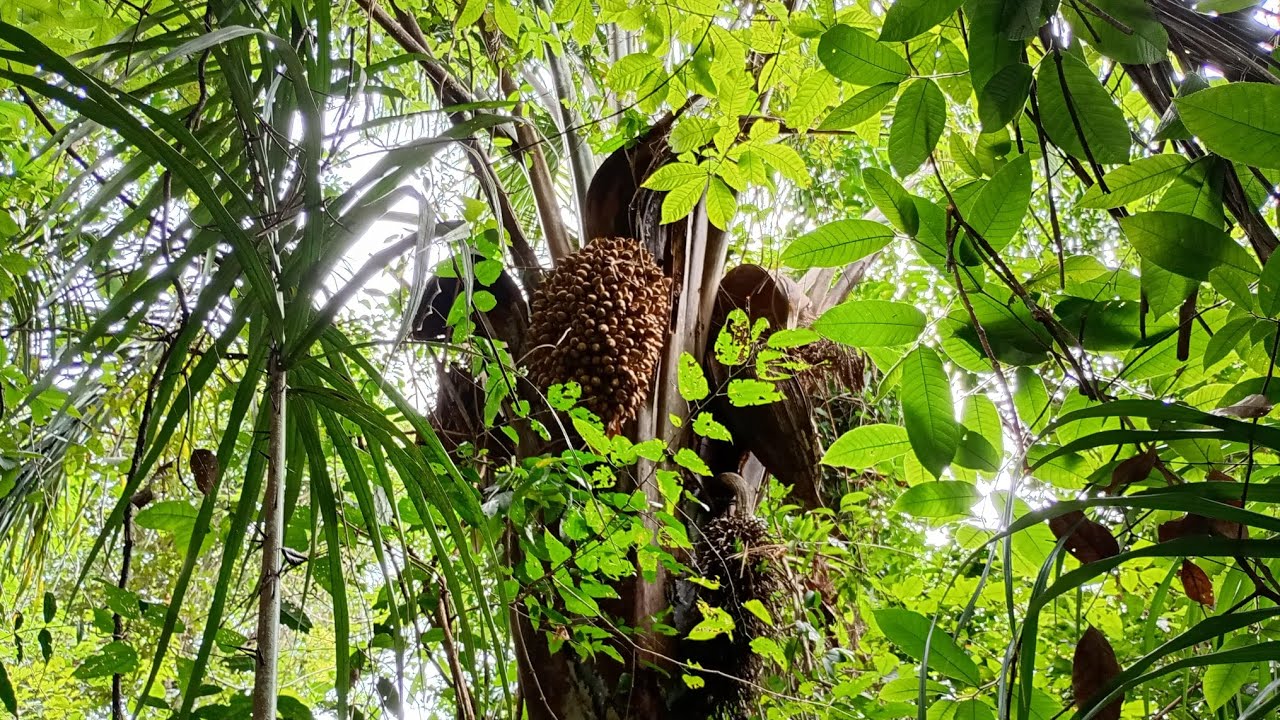 uma diversidade de bicho se alimentando de coco najá e banana uma ...