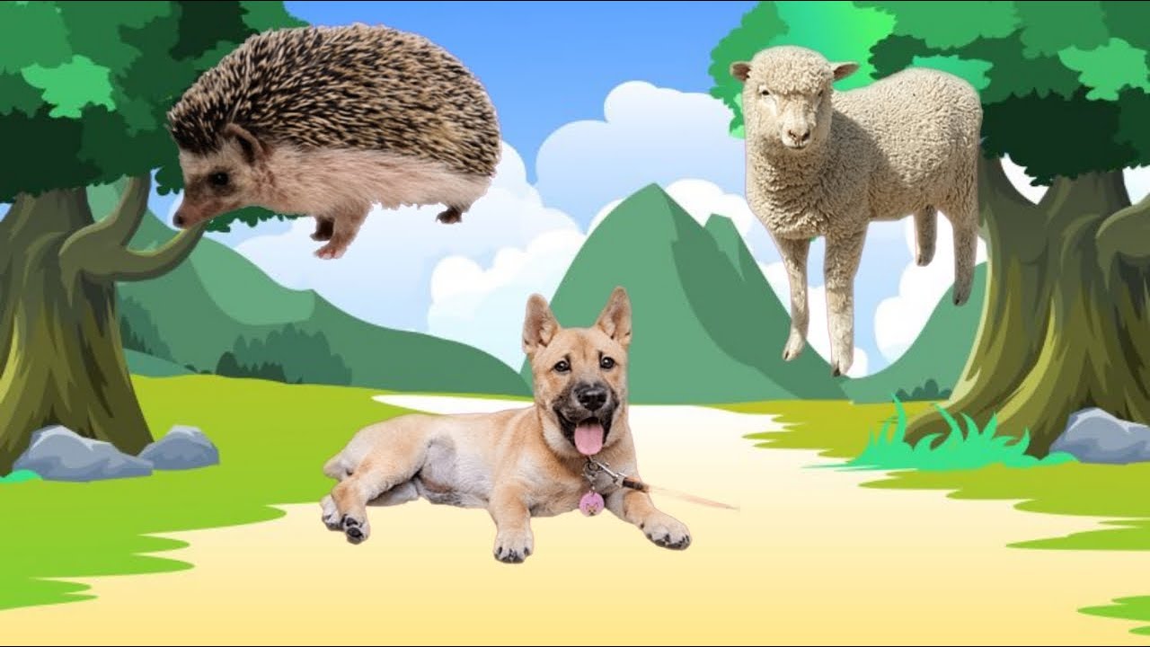 Animals Sounds Wild Animals Fish,Lama,Pinguin - YouTube