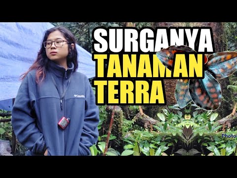 HUNTING TANAMAN TERRARIUM DI HUTAN KALIMANTAN part 2 - YouTube