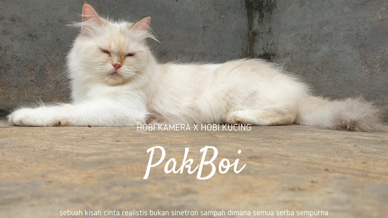 PAKBOI : Short cat Movie - YouTube