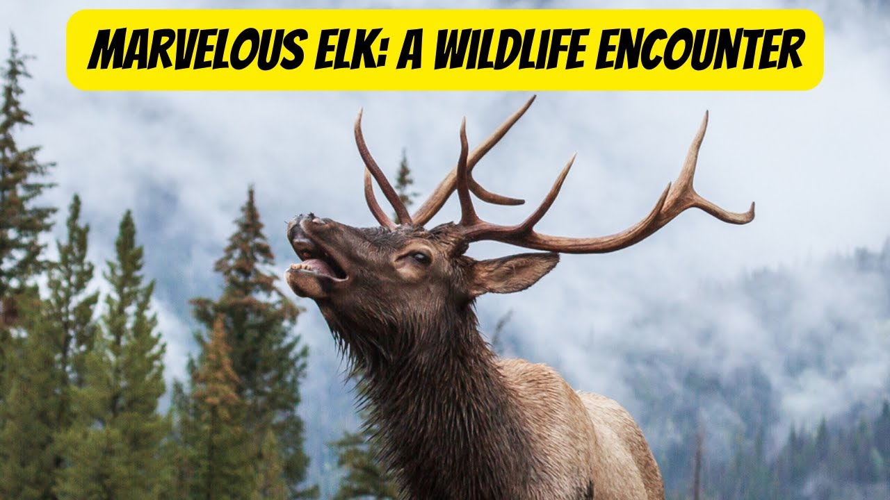 Prepare to Be Amazed by These Elk Facts! - YouTube