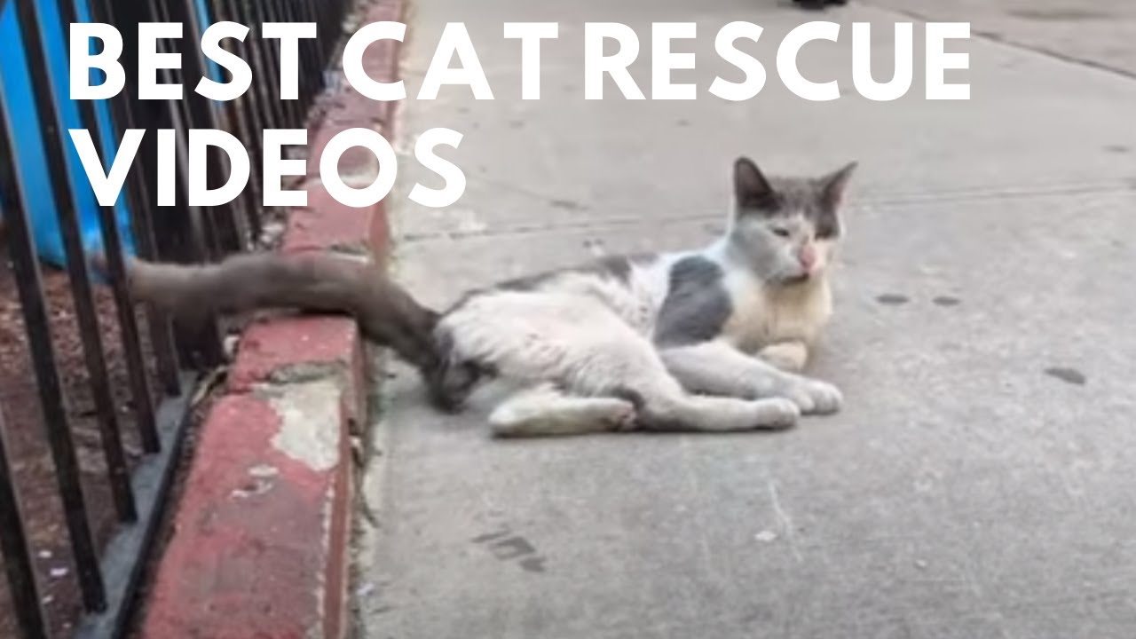 Best Cat Rescue Video Compilation - YouTube