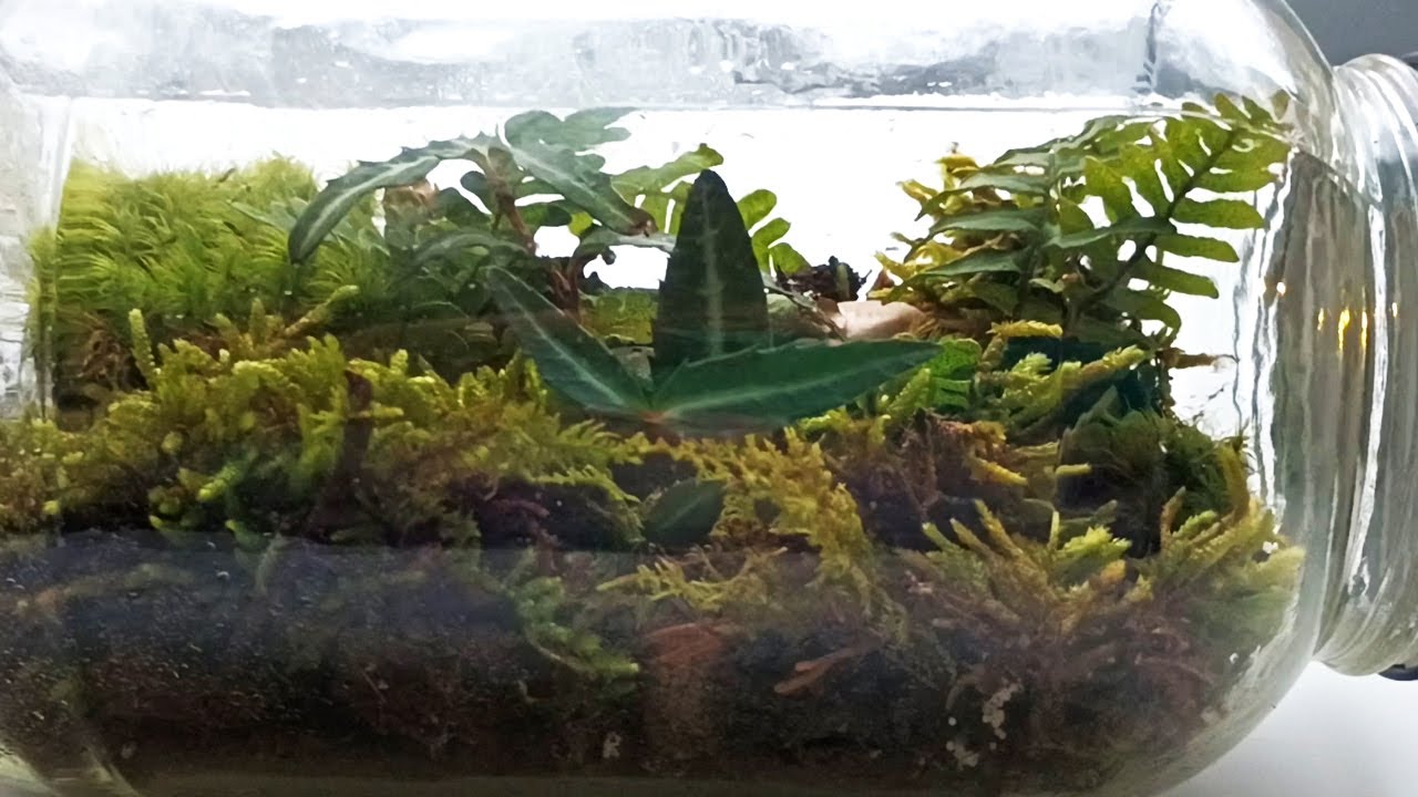 Tennessee Terrarium made with Native Plants??? - YouTube